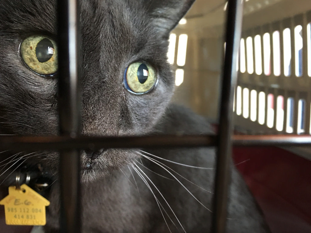 8 Tips to Make Travel and Vet Visits Less Stressful For Your Cat ...