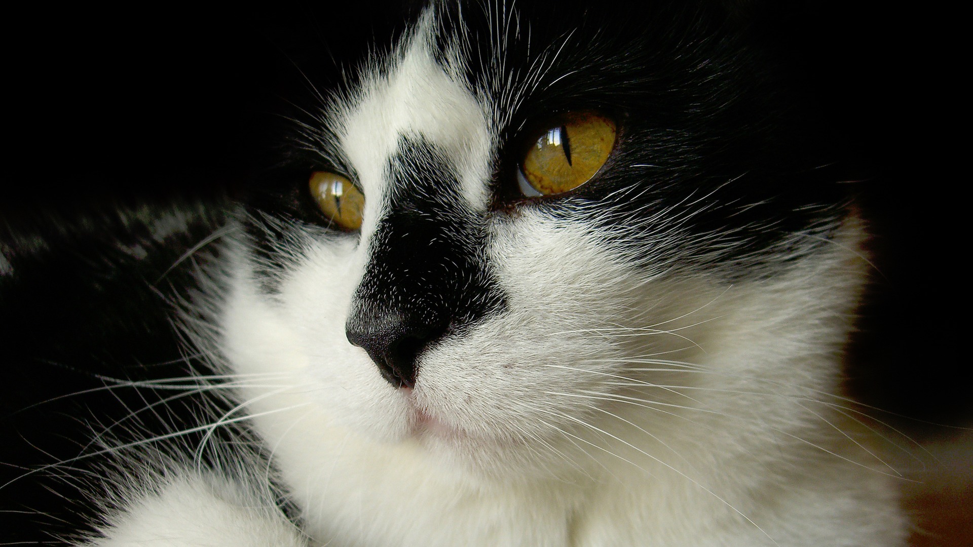 Medicating and Pilling Cats – How to Make it Easier, Safer and ...