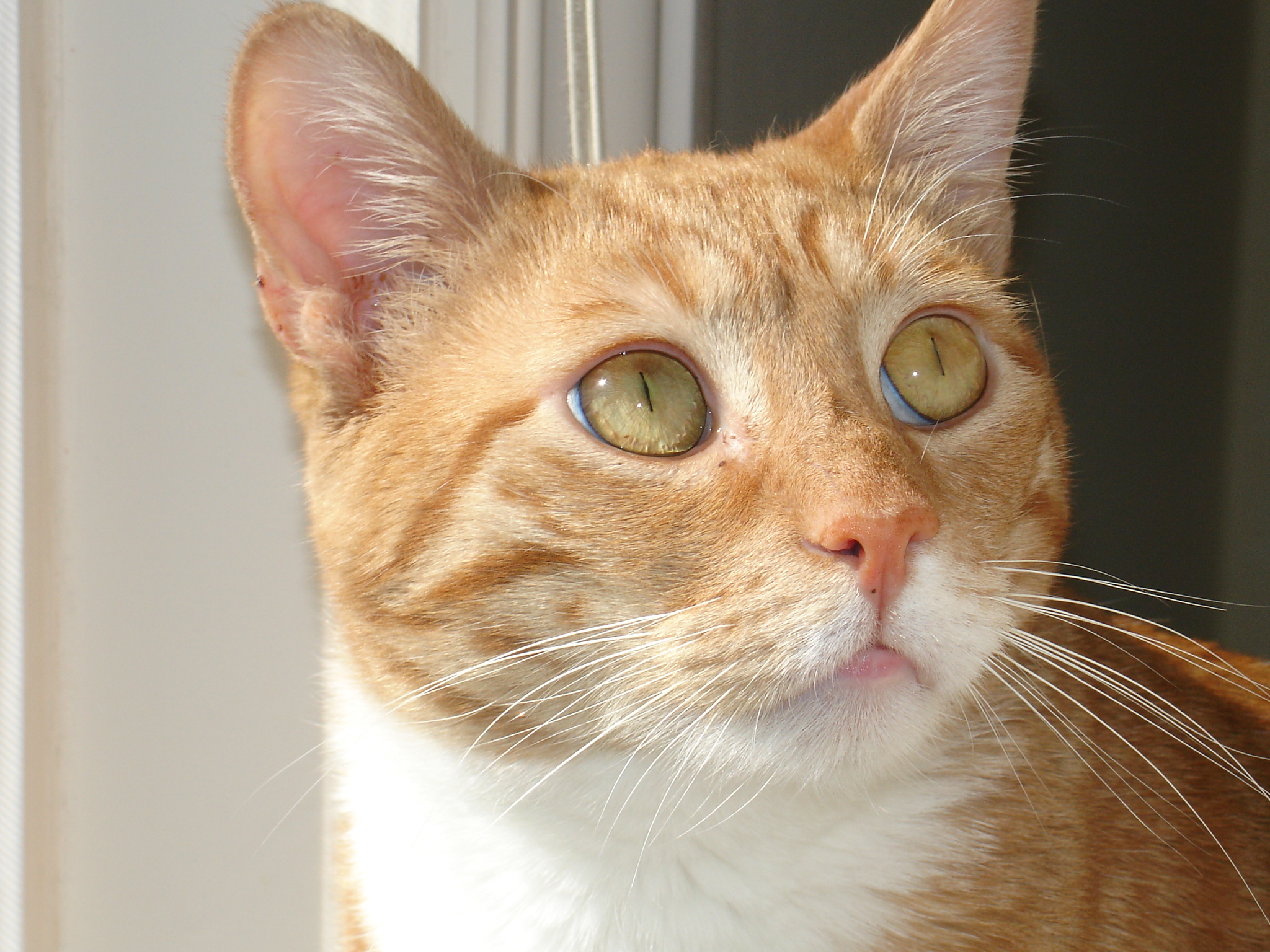 A Tribute to my Beloved, Beautiful Cat Marcello | Homeless to Housecats