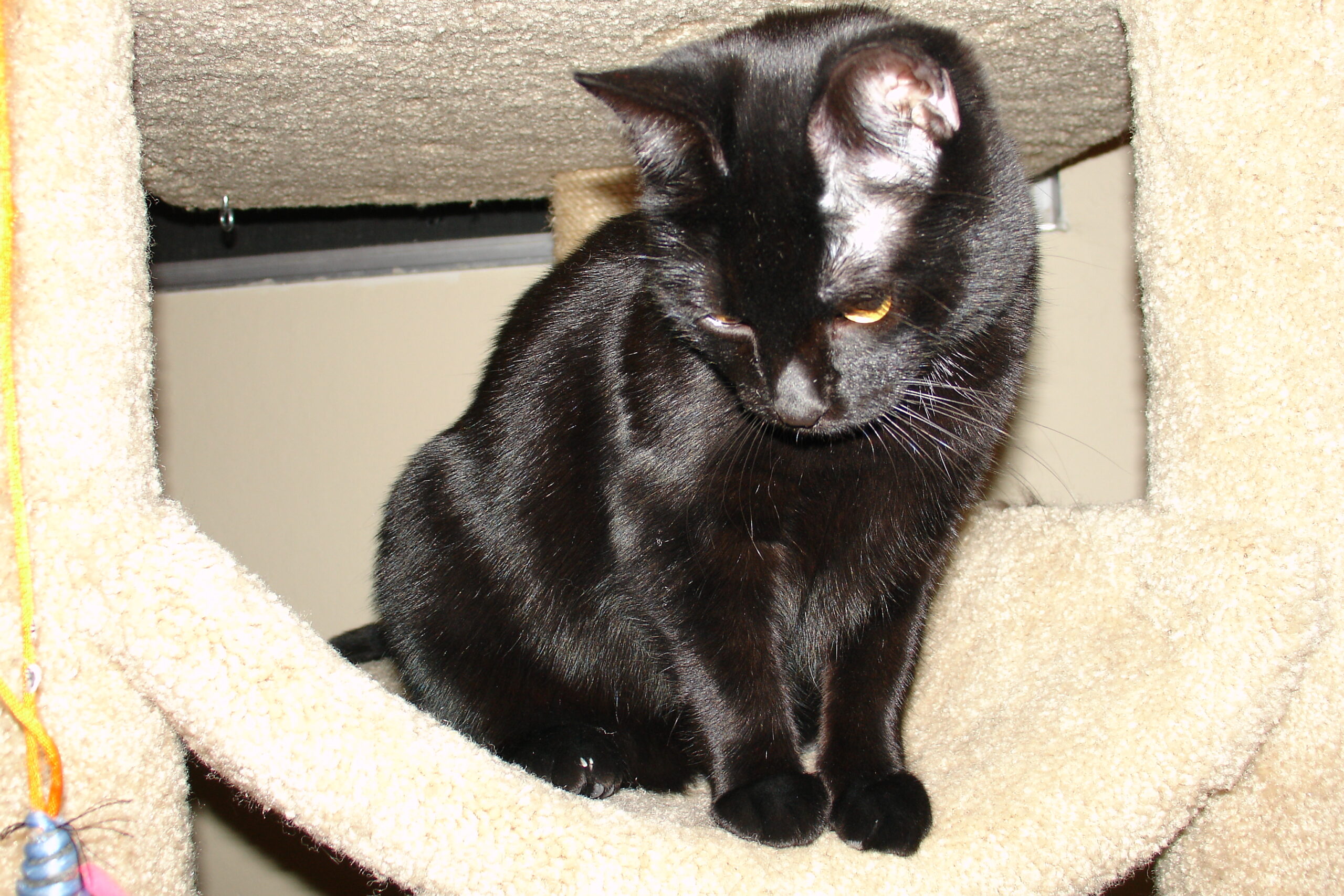 A Tribute To My Beloved Pillow Kitty, Pasha | Homeless to Housecats