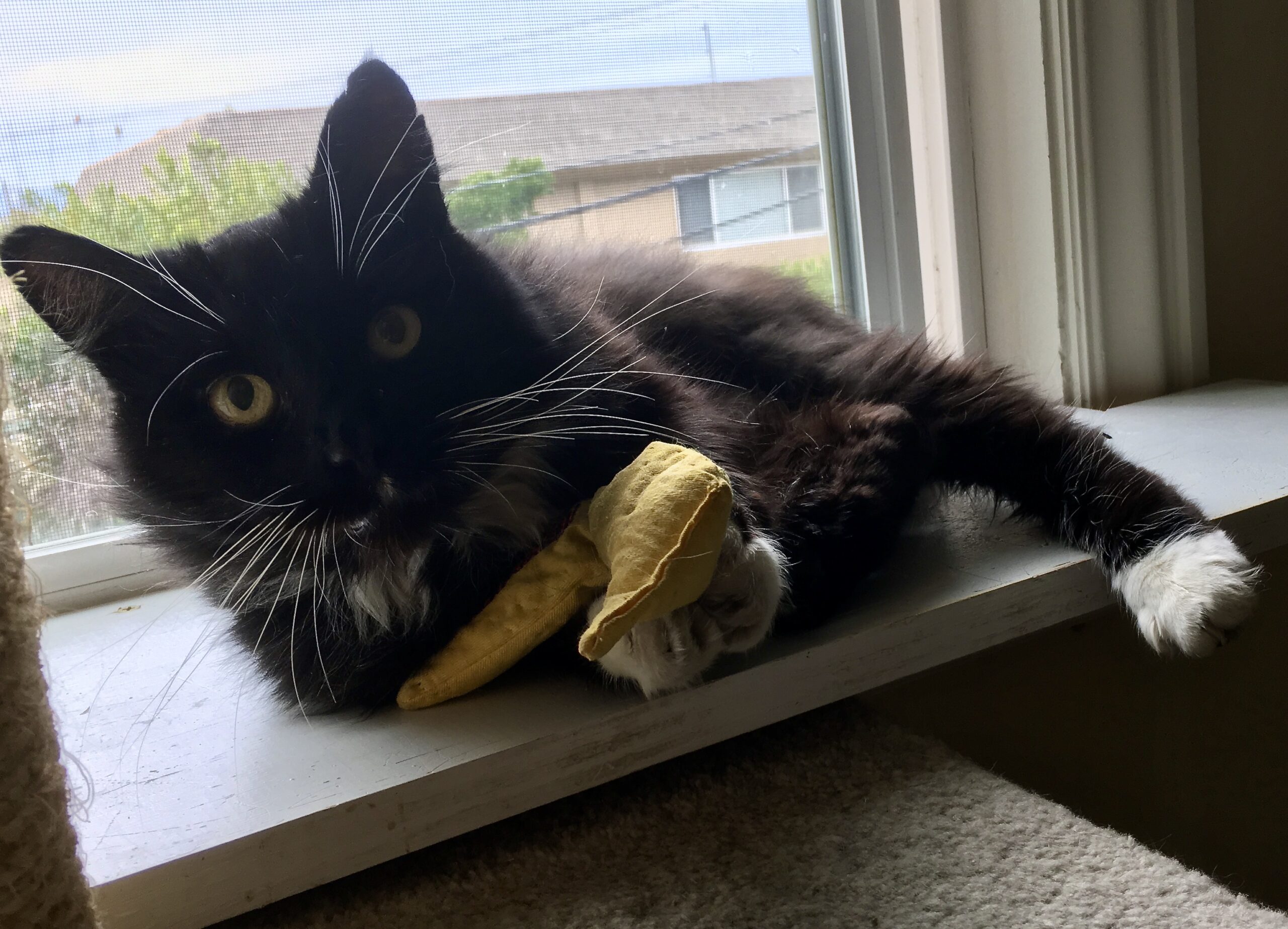 Tribute to Alex the Cat With Nine Lives | Homeless to Housecats